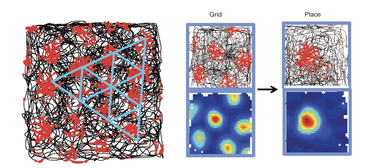 Spatial Memory The Emergence Of Place Cells And Grid Cells Neurogether